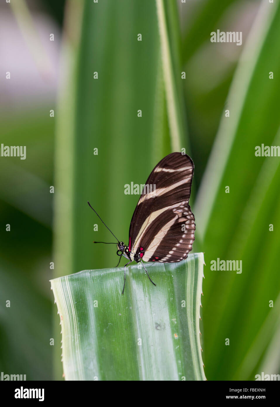 Zebra Longwing Butterfly: Heliconius charitonius Stock Photo - Alamy