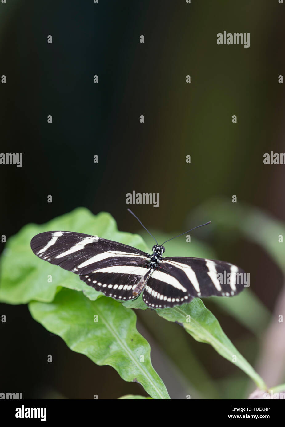 Zebra Longwing Butterfly: Heliconius charitonius Stock Photo - Alamy