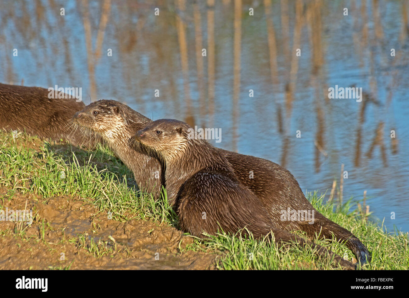 European British Otter, Lutra Lutra Stock Photo - Alamy