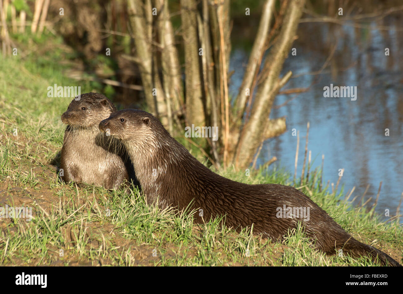 European British Otter Lutra Lutra Stock Photo - Alamy