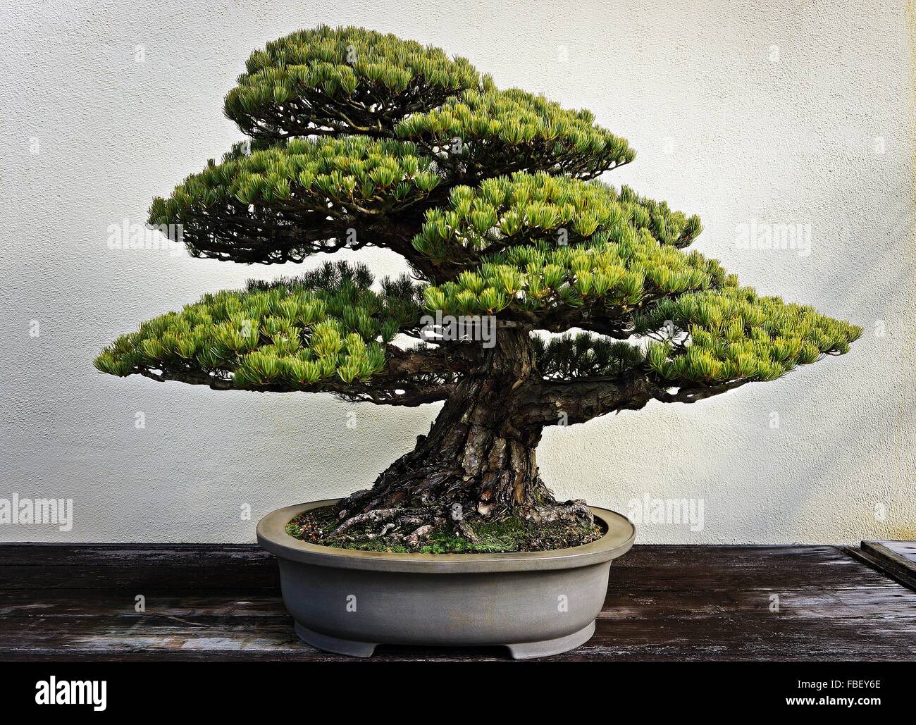 Beauty of tree hi-res stock photography and images - Alamy