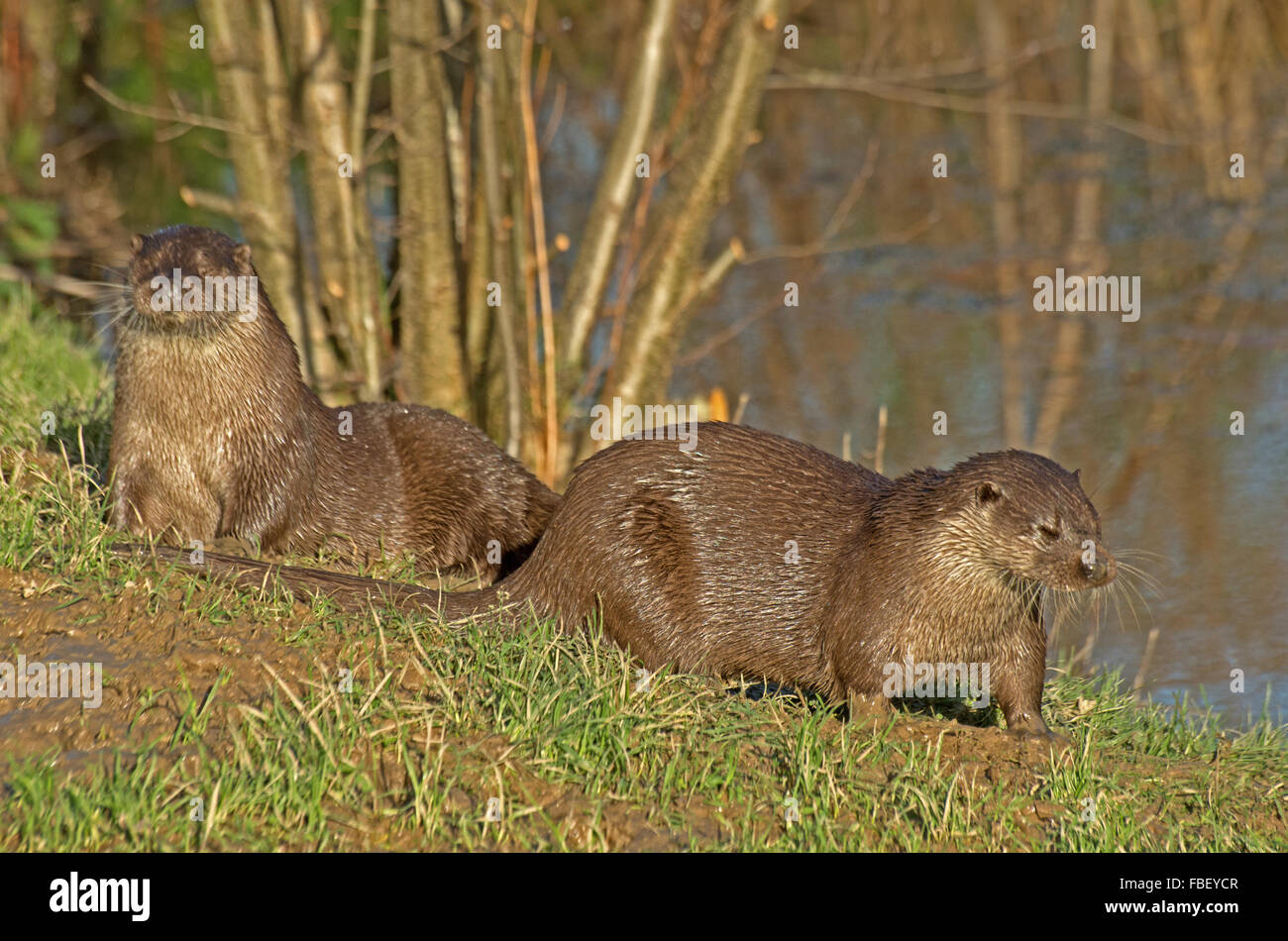 European British Otter, Lutra Lutra Stock Photo - Alamy