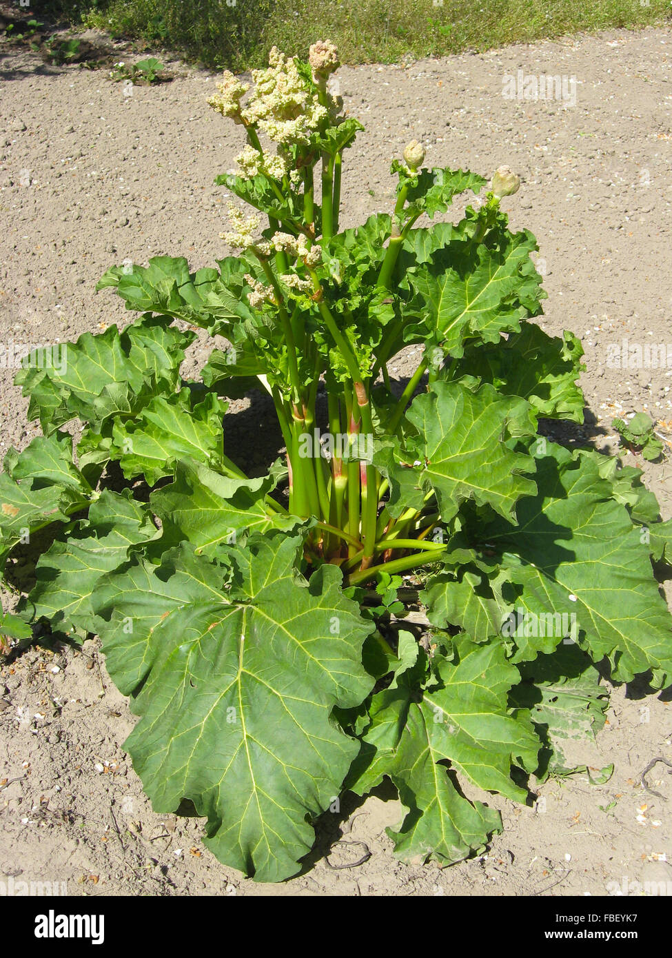 big bush of rhubarb growing on the kithcen garden Stock Photo - Alamy