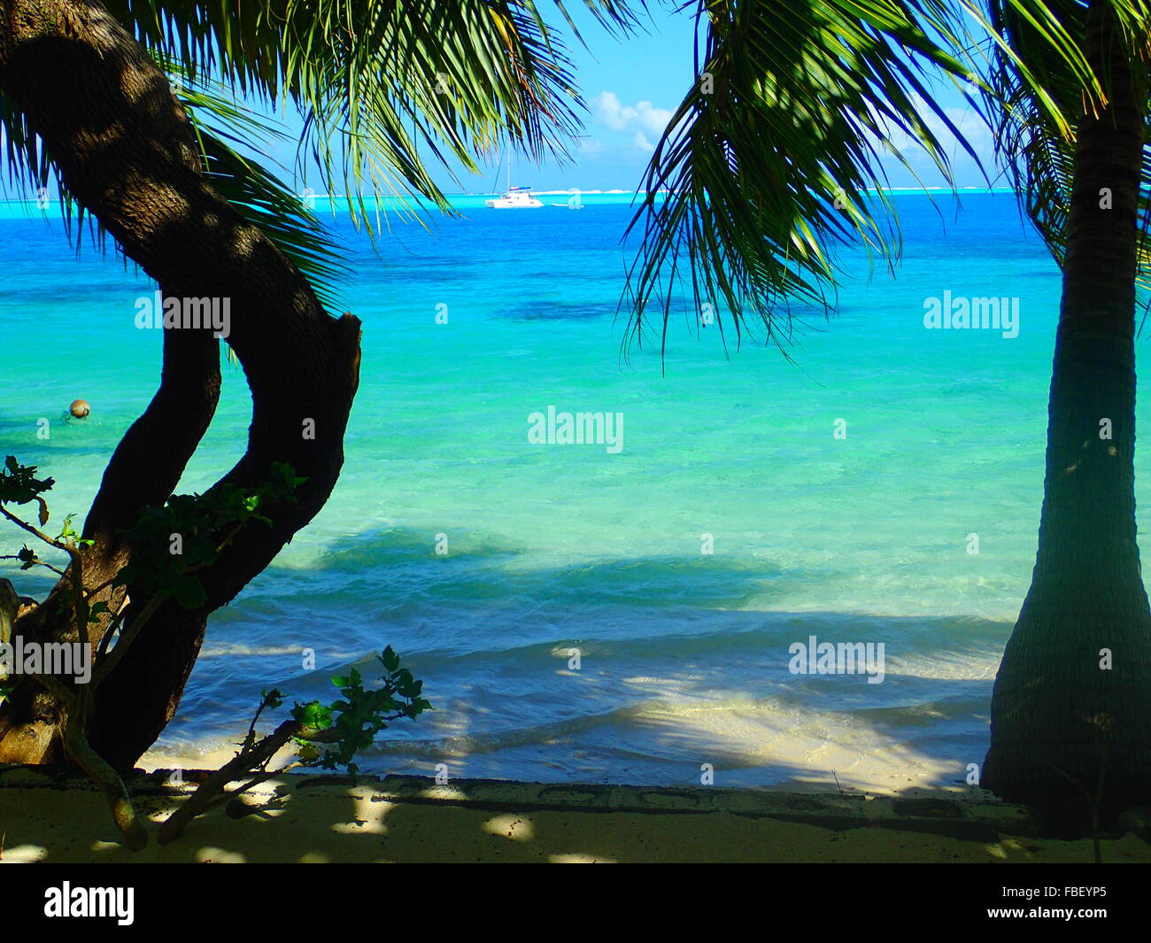 Palm Trees By Sea At Beach Stock Photo - Alamy