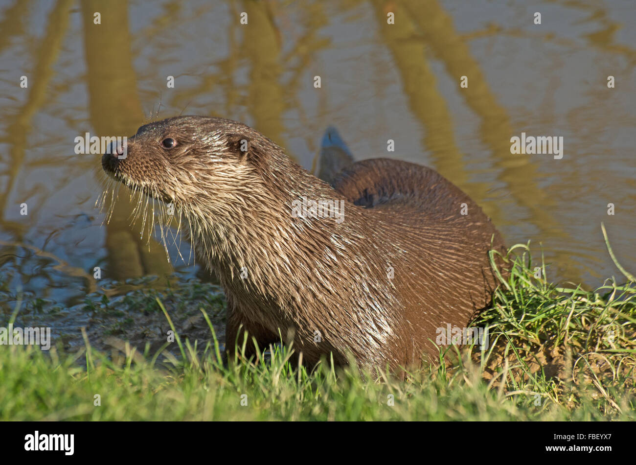 Luta lutra hi-res stock photography and images - Alamy