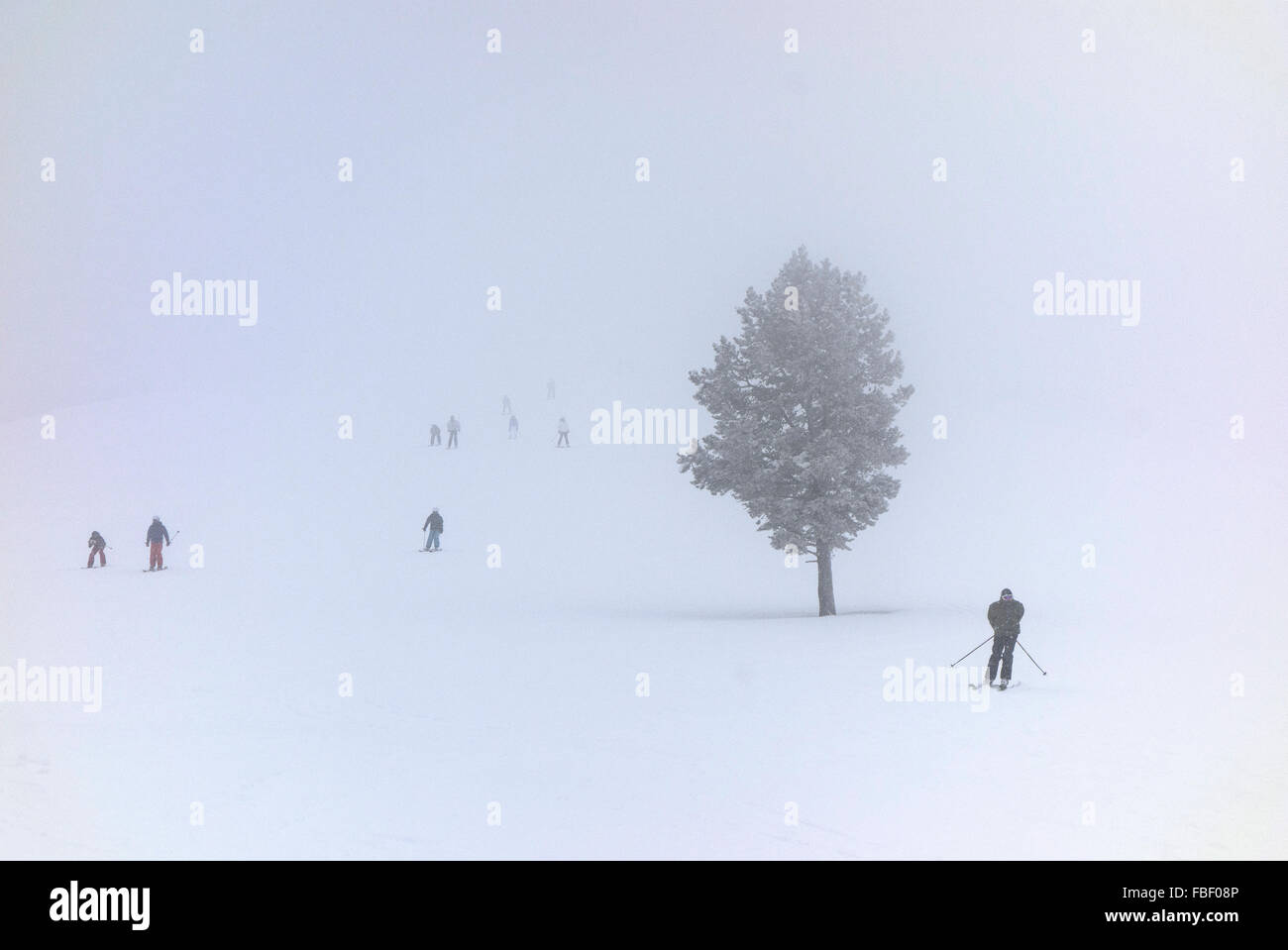 Whiteout skiing Colorado Stock Photo - Alamy