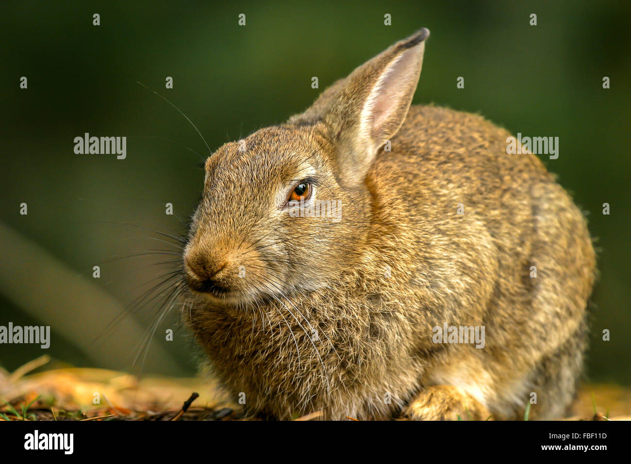 Rabbit logo hi-res stock photography and images - Alamy