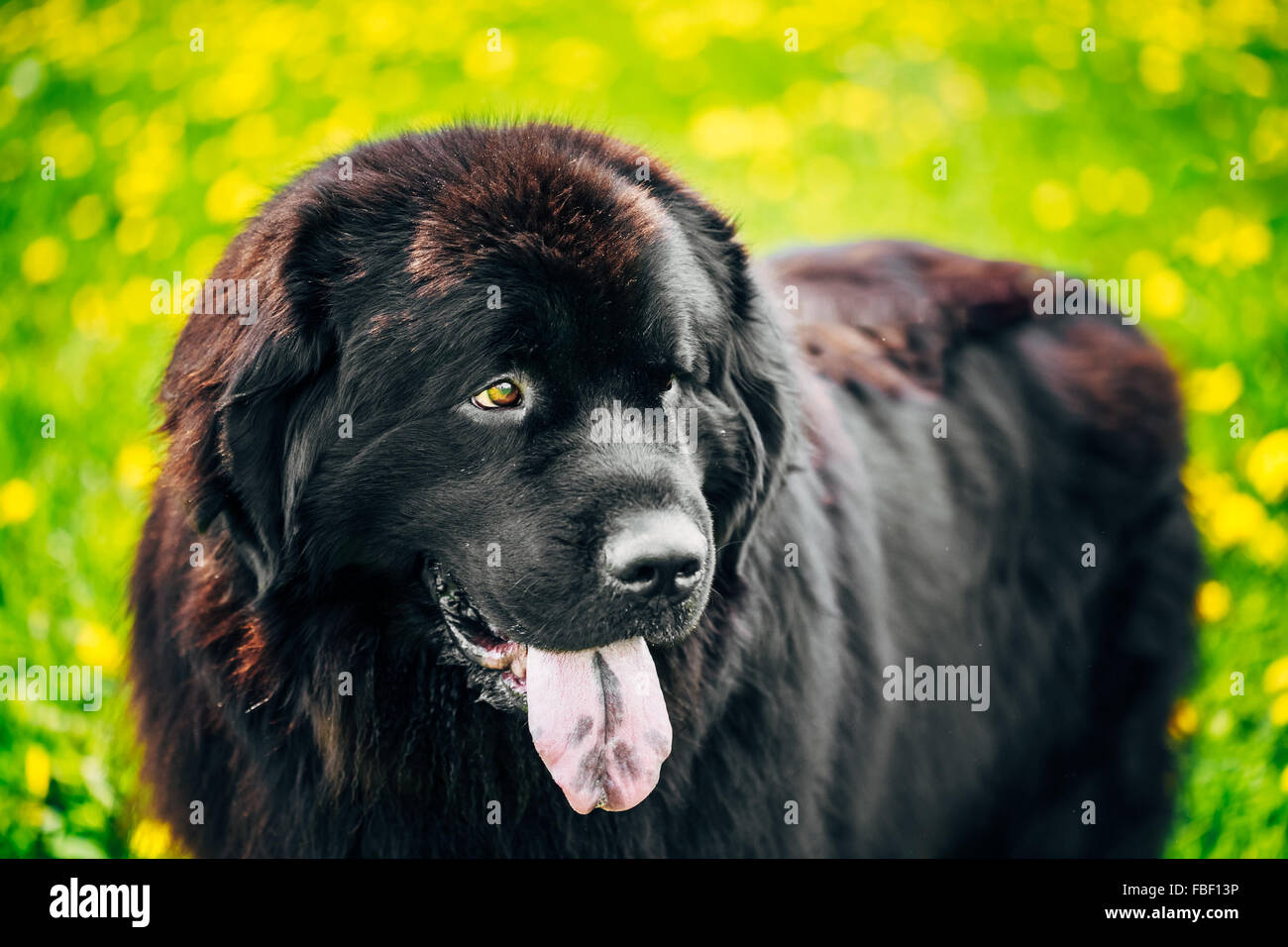 Newfoundland dog hi-res stock photography and images - Alamy