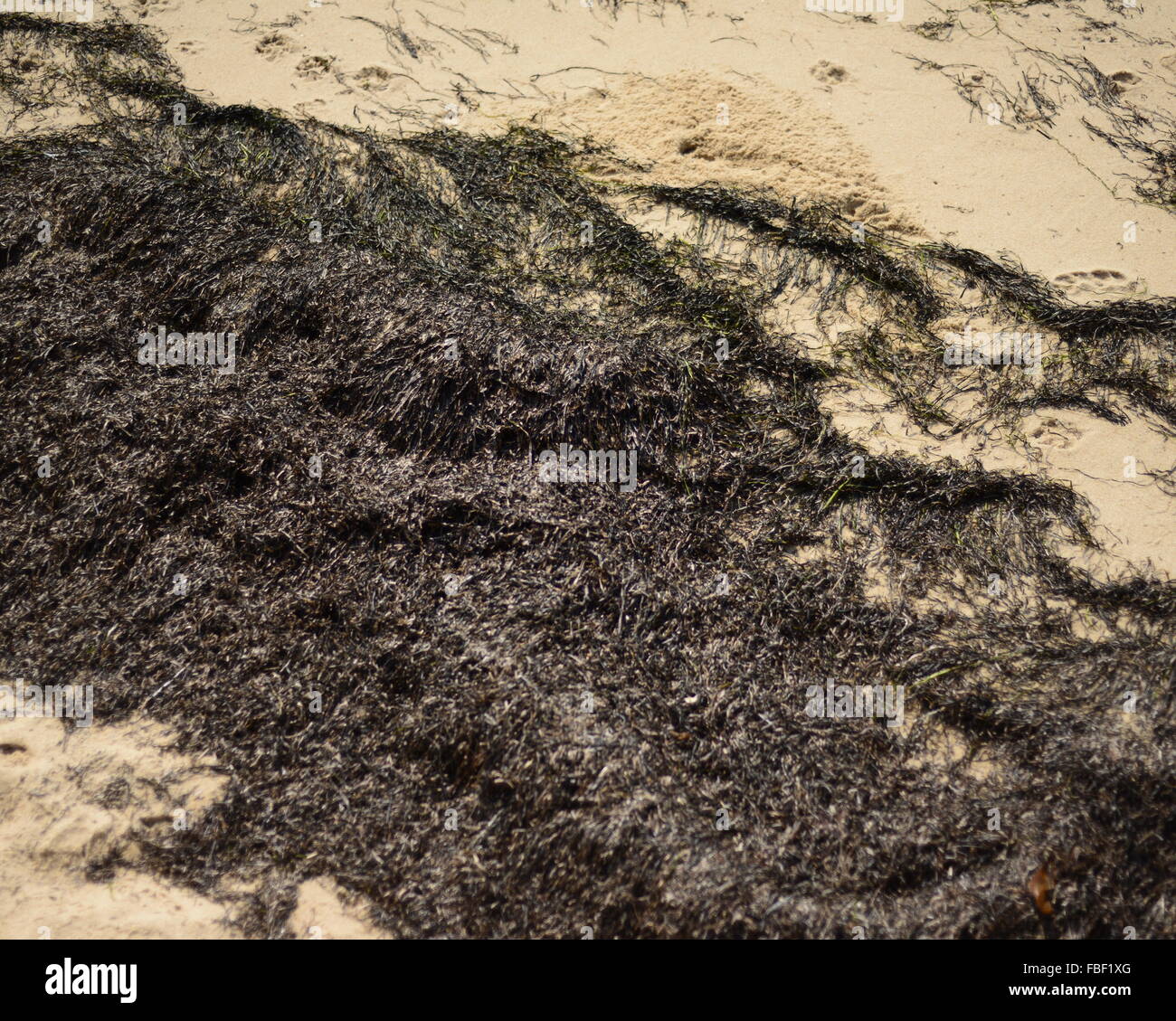 Brown seaweed beach hi-res stock photography and images - Alamy