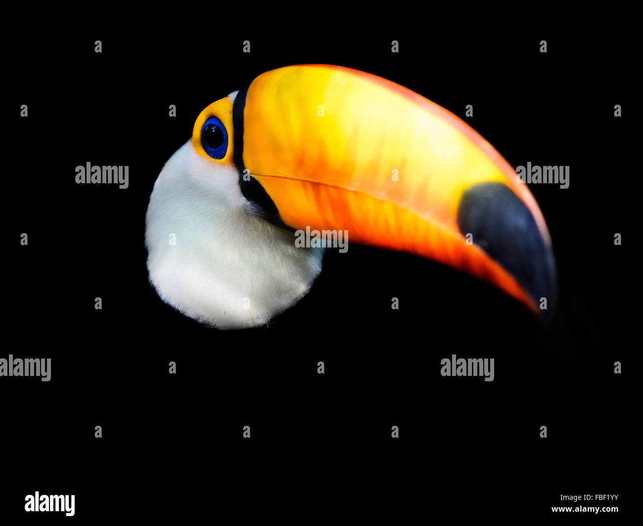 Wild toucan bird animal hi-res stock photography and images - Alamy