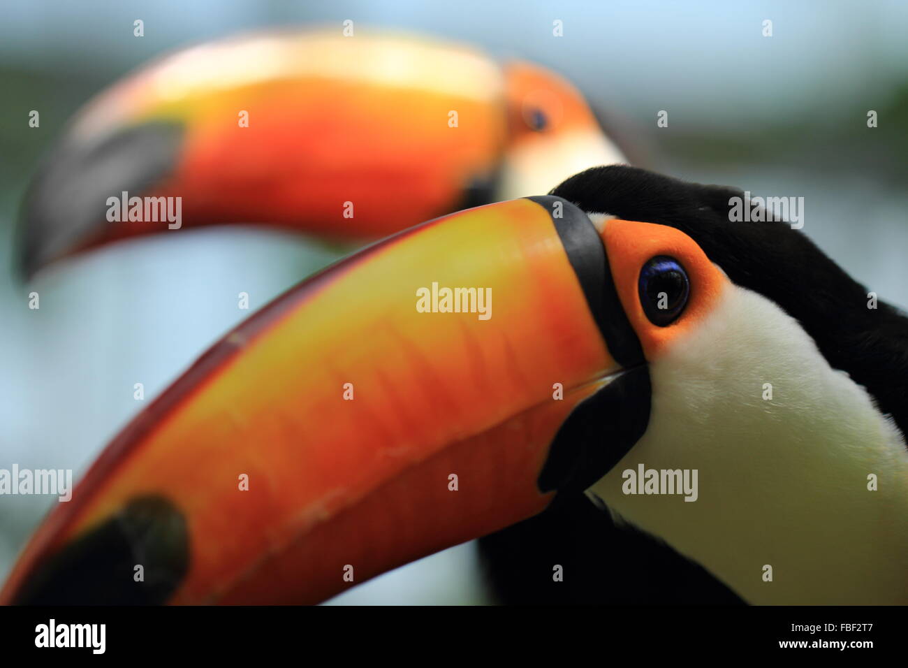 Toucans High Resolution Stock Photography and Images - Alamy