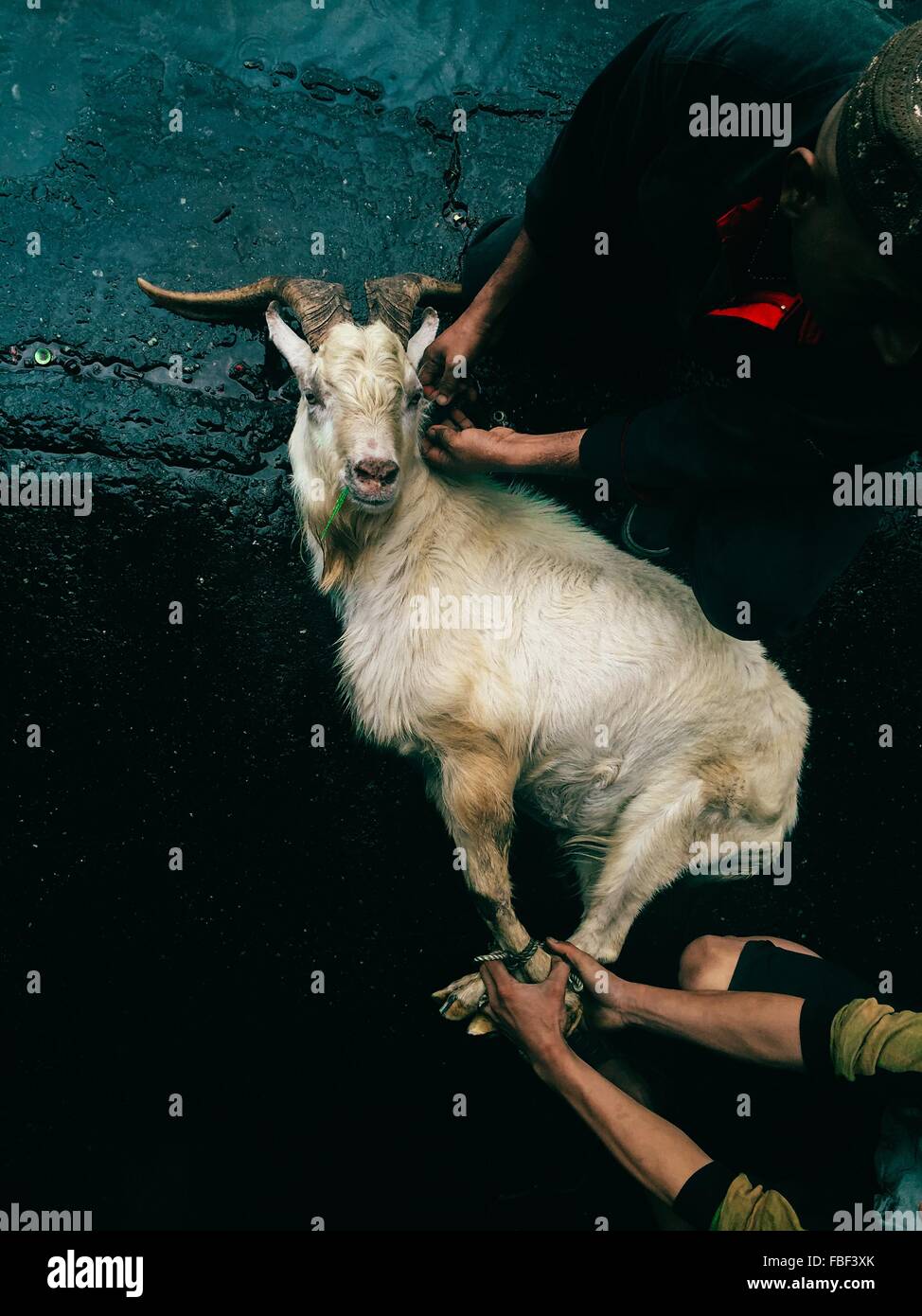 Animal cultures hi-res stock photography and images - Alamy