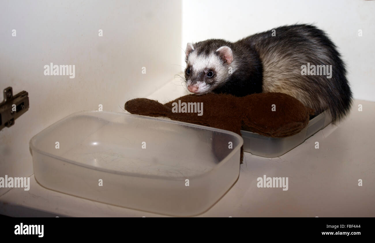 Ferret in its home Stock Photo - Alamy