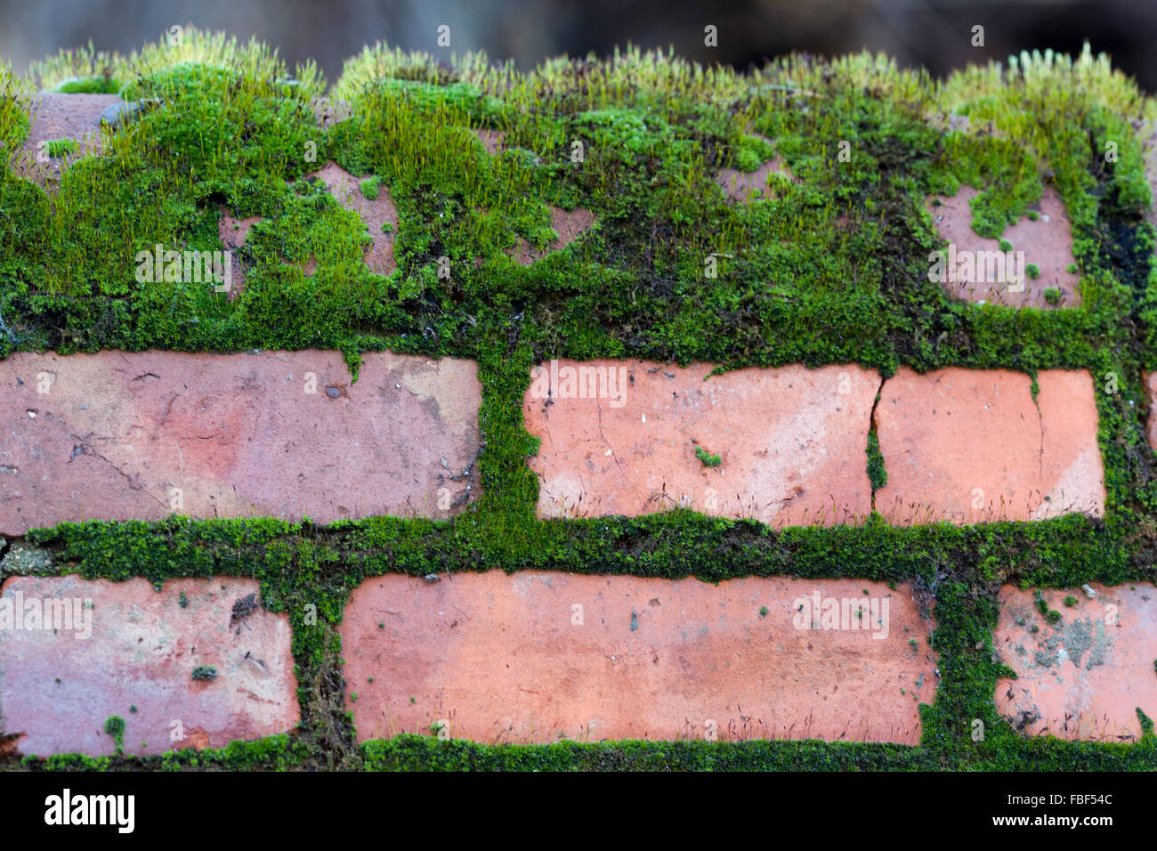 Brick covered in moss hi-res stock photography and images - Alamy