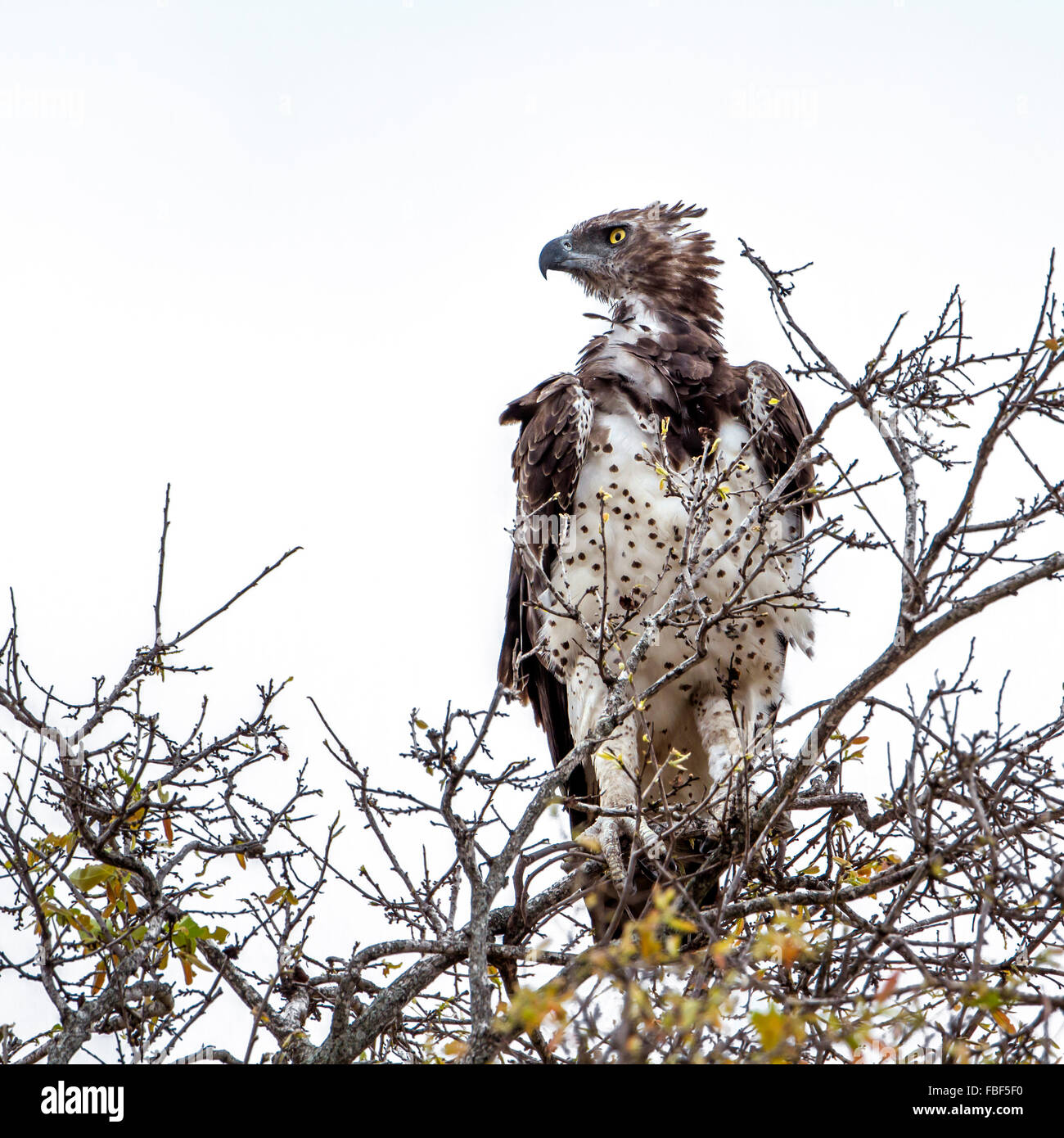 Martial eagle isolated in white background Specie Polemaetus bellicosus ...