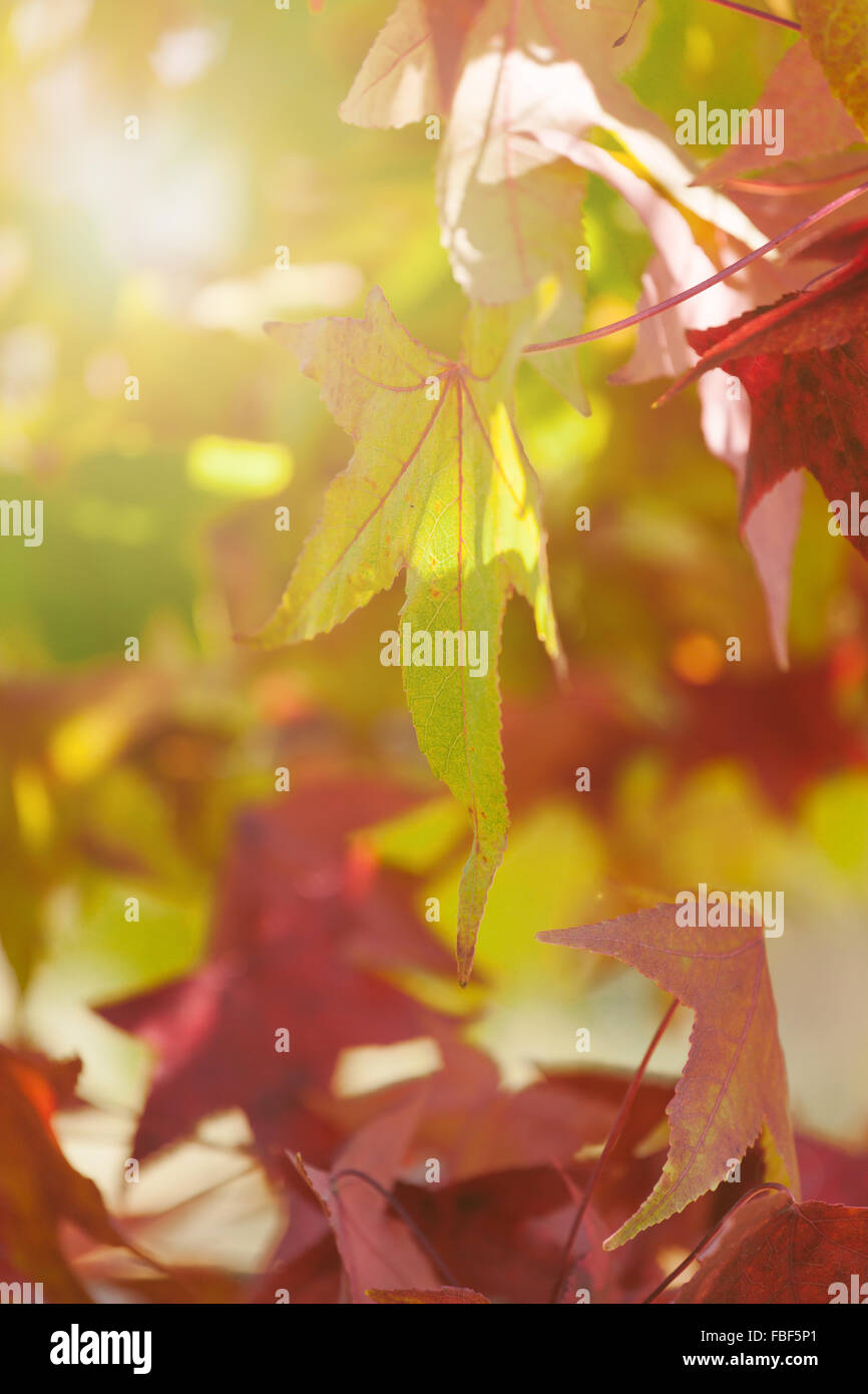 No leaves in the tree hi-res stock photography and images - Alamy
