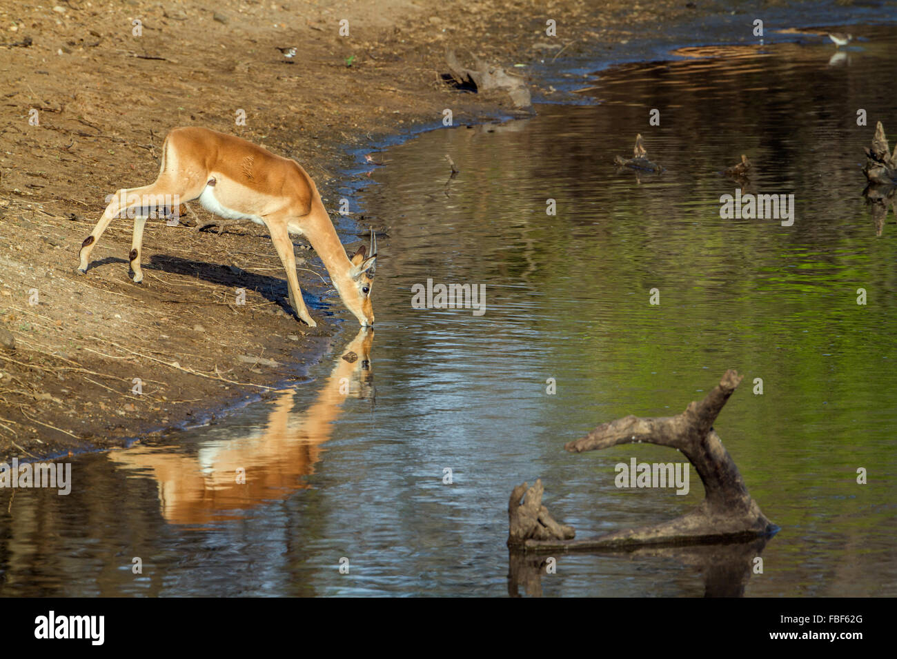Impala Specie Aepyceros melampus family of bovidae Stock Photo - Alamy