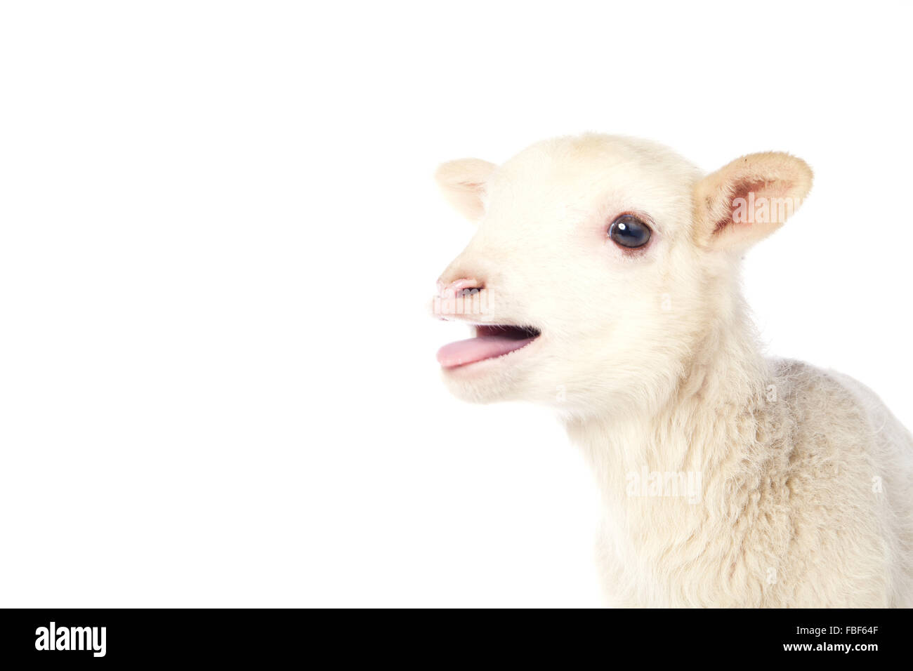 White baby lamb Stock Photo - Alamy