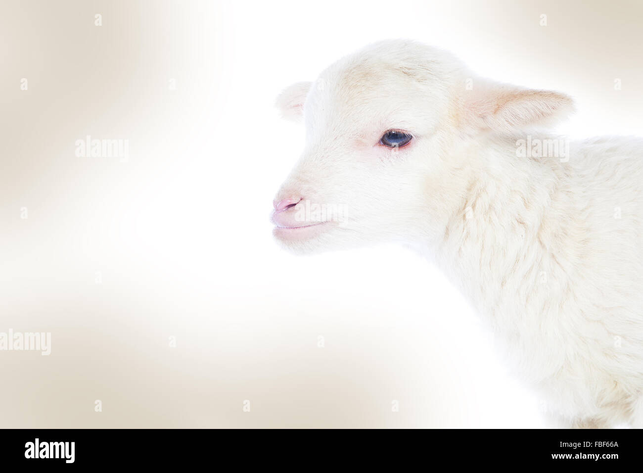 White baby lamb Stock Photo - Alamy