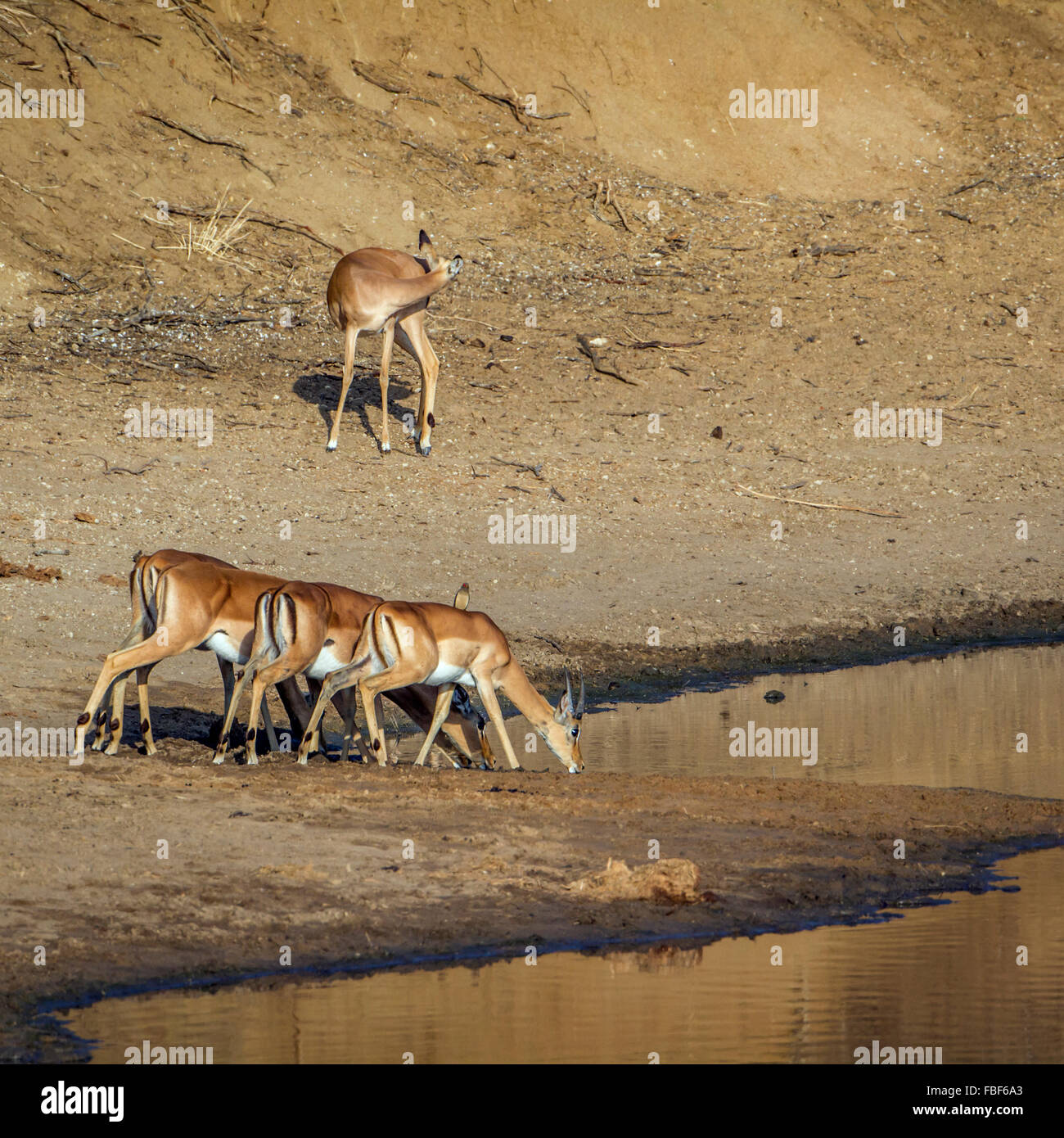 Impala Specie Aepyceros melampus family of bovidae Stock Photo - Alamy
