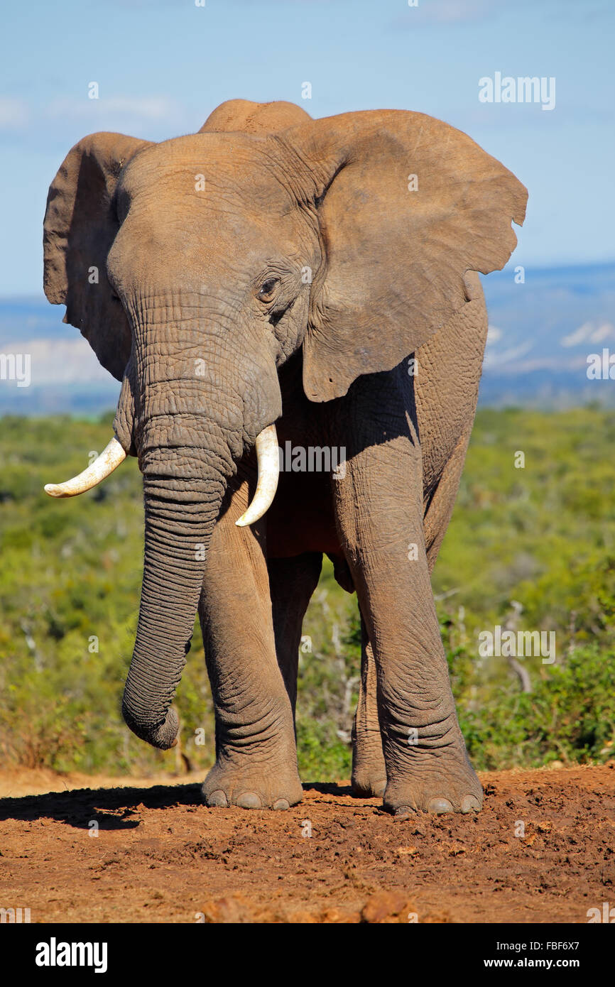 Large African elephant bull (Loxodonta africana), Addo Elephant ...