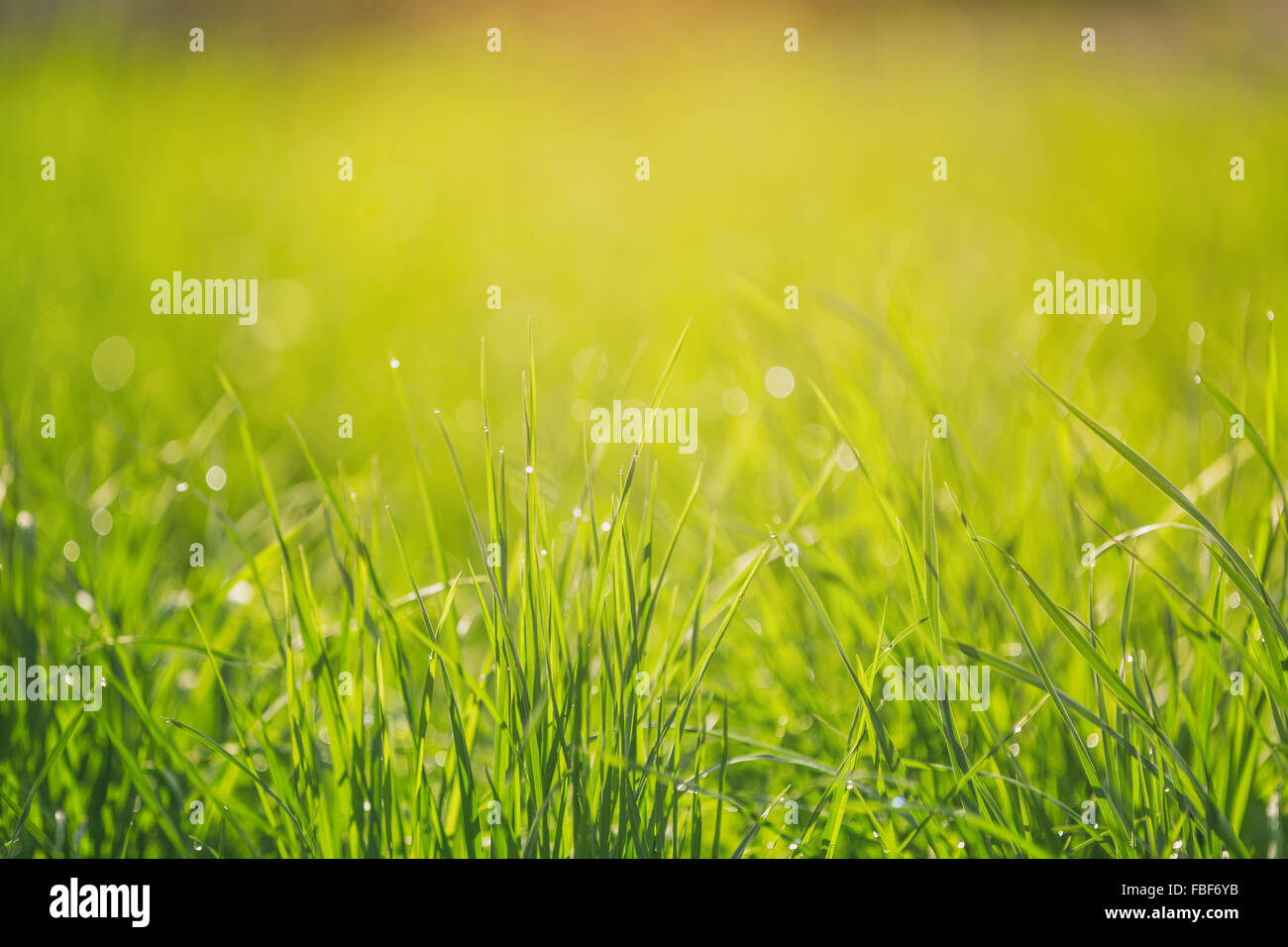 Drops dew grass in spring hi-res stock photography and images - Alamy