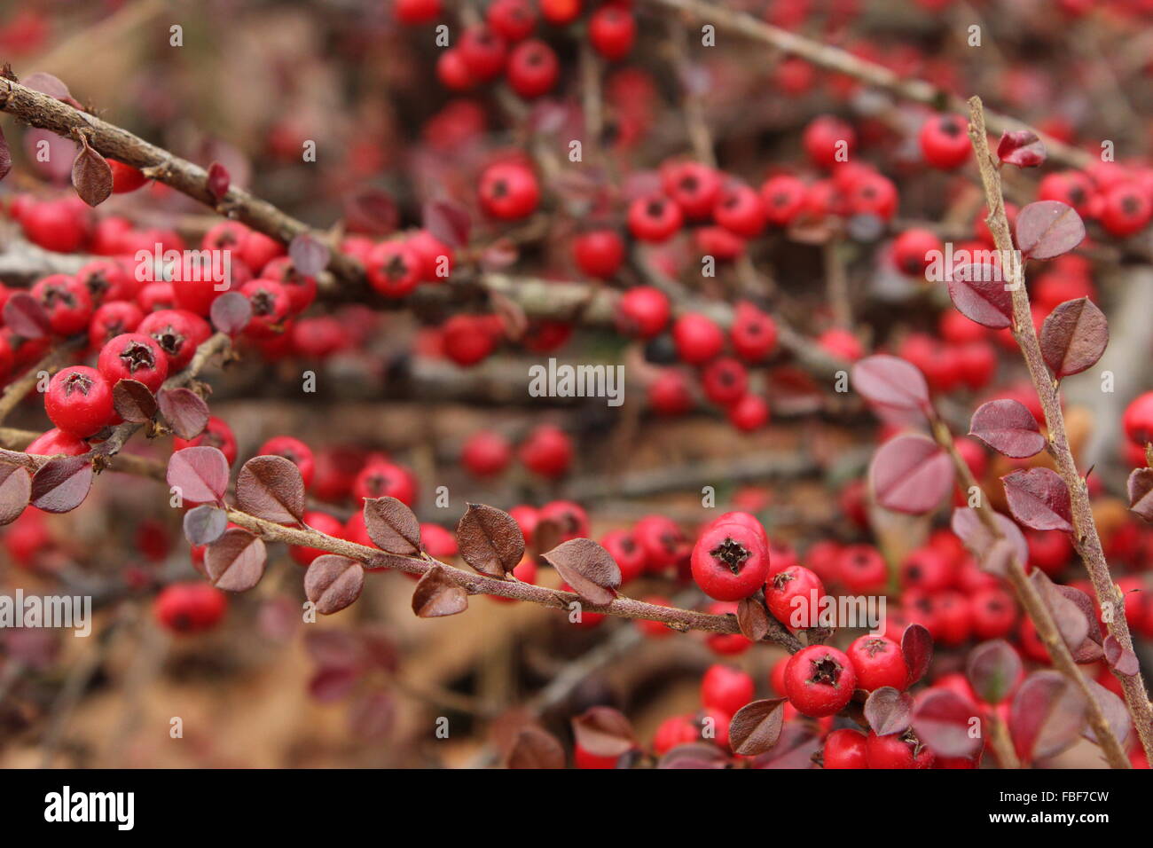 Red brown berries hi-res stock photography and images - Alamy