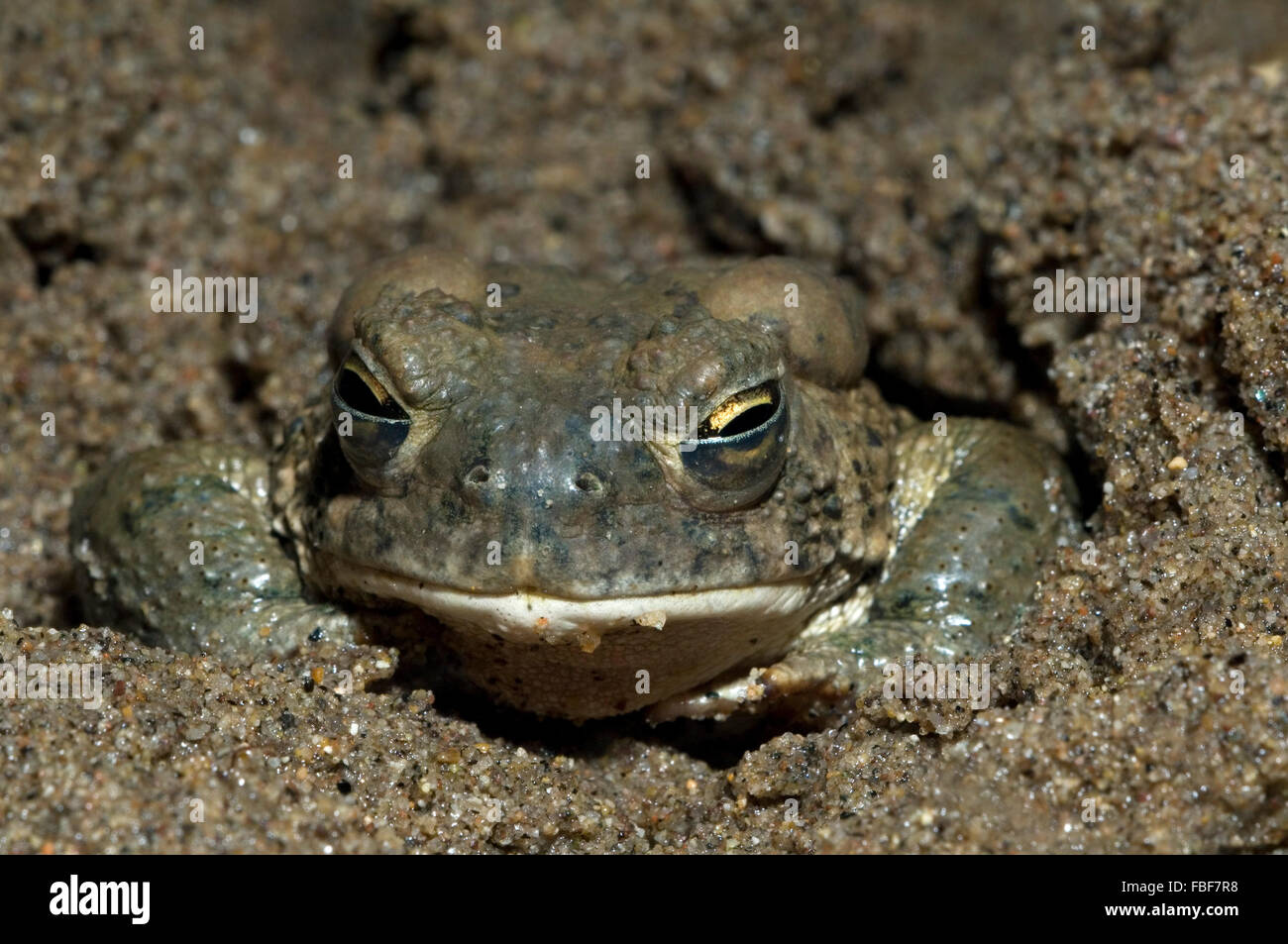 Arizona toad (Anaxyrus microscaphus) burrowing in mud and showing ...