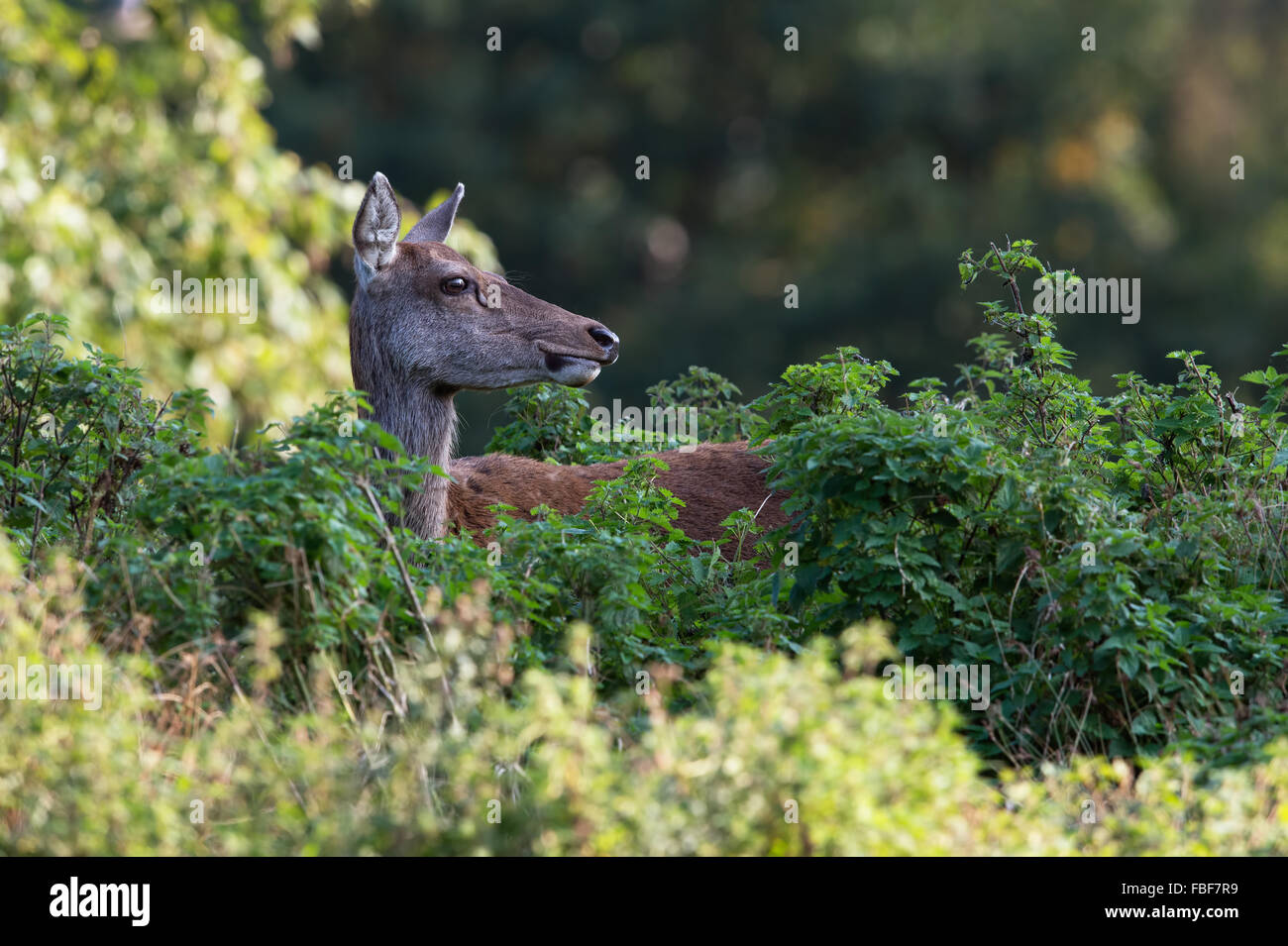 Red hind deer hi-res stock photography and images - Alamy
