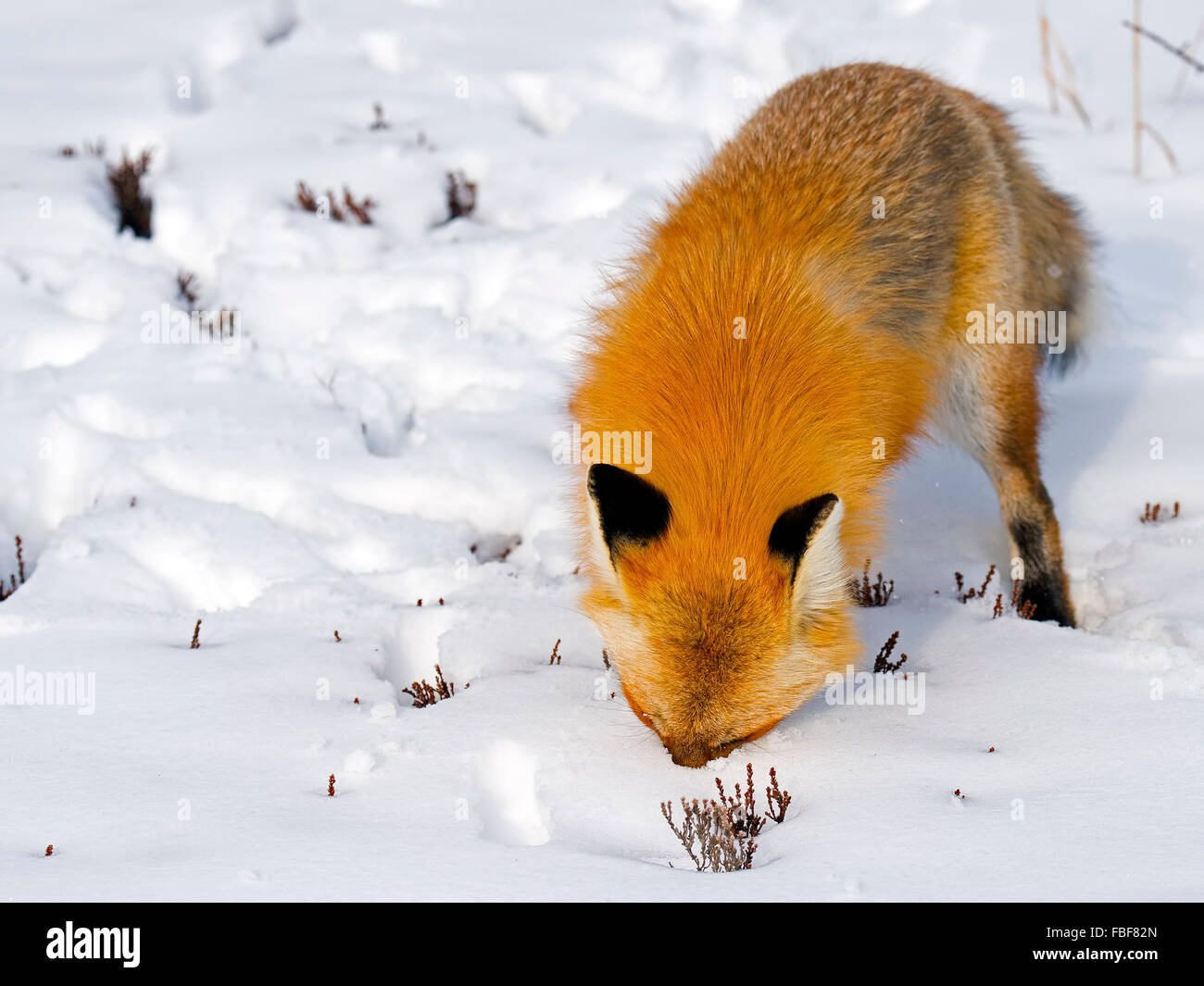 Fox in snow hi-res stock photography and images - Alamy