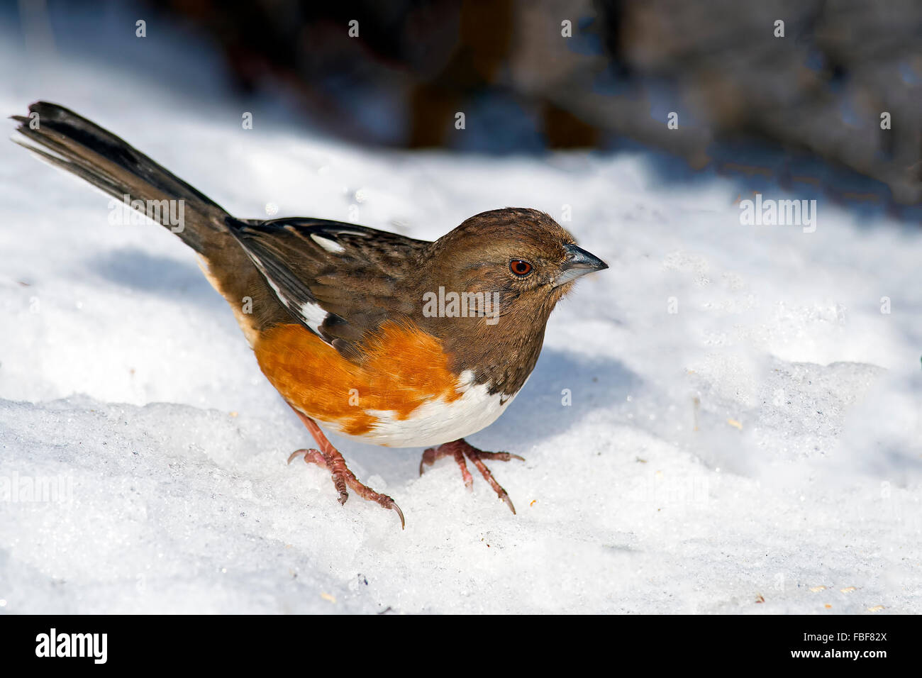 Female Eastern Towhee in the Snow Stock Photo - Alamy