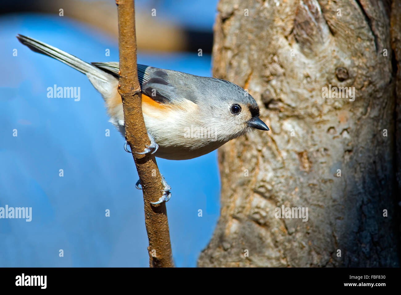 Titmouse hi-res stock photography and images - Alamy