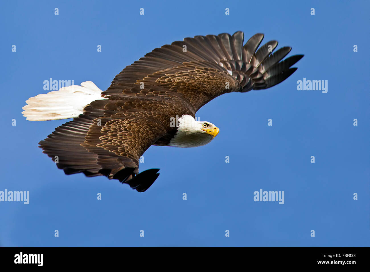 Bald Eagle in Flight Stock Photo - Alamy
