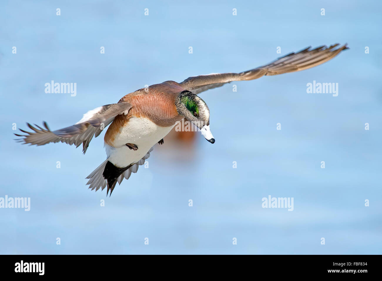 Wigeon In Flight High Resolution Stock Photography and Images - Alamy