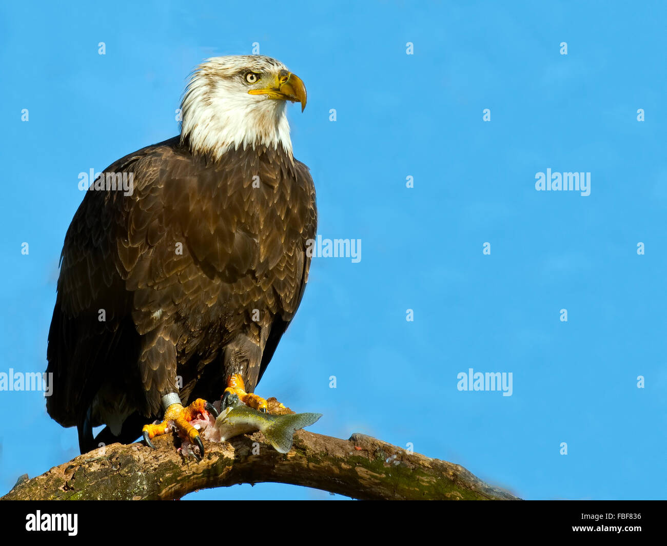 Eagle on branch hi-res stock photography and images - Alamy