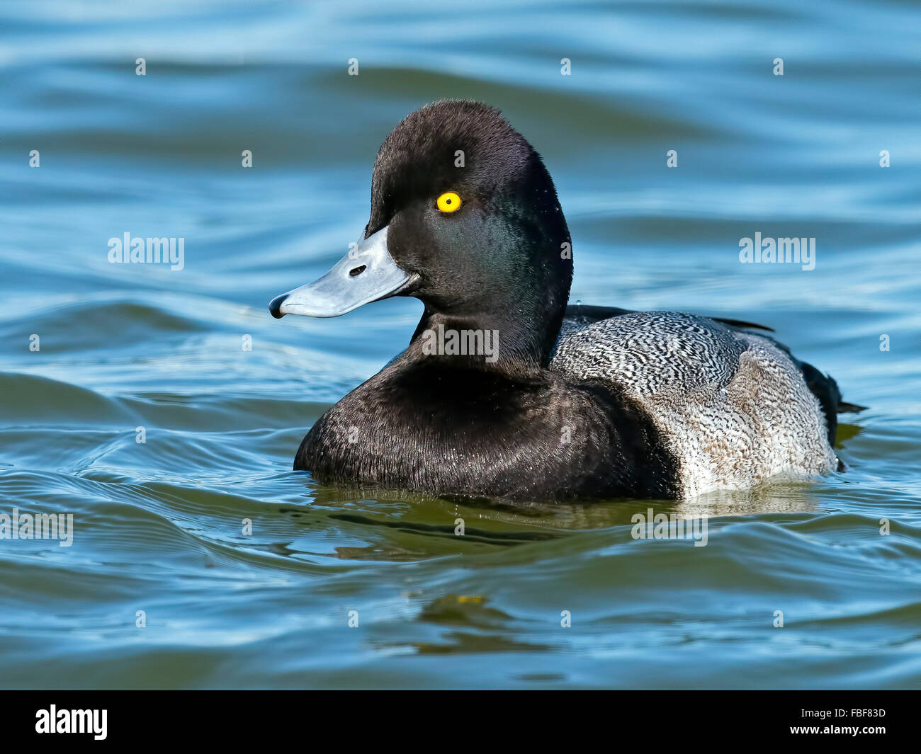 Male Lesser Scaup Stock Photo - Alamy