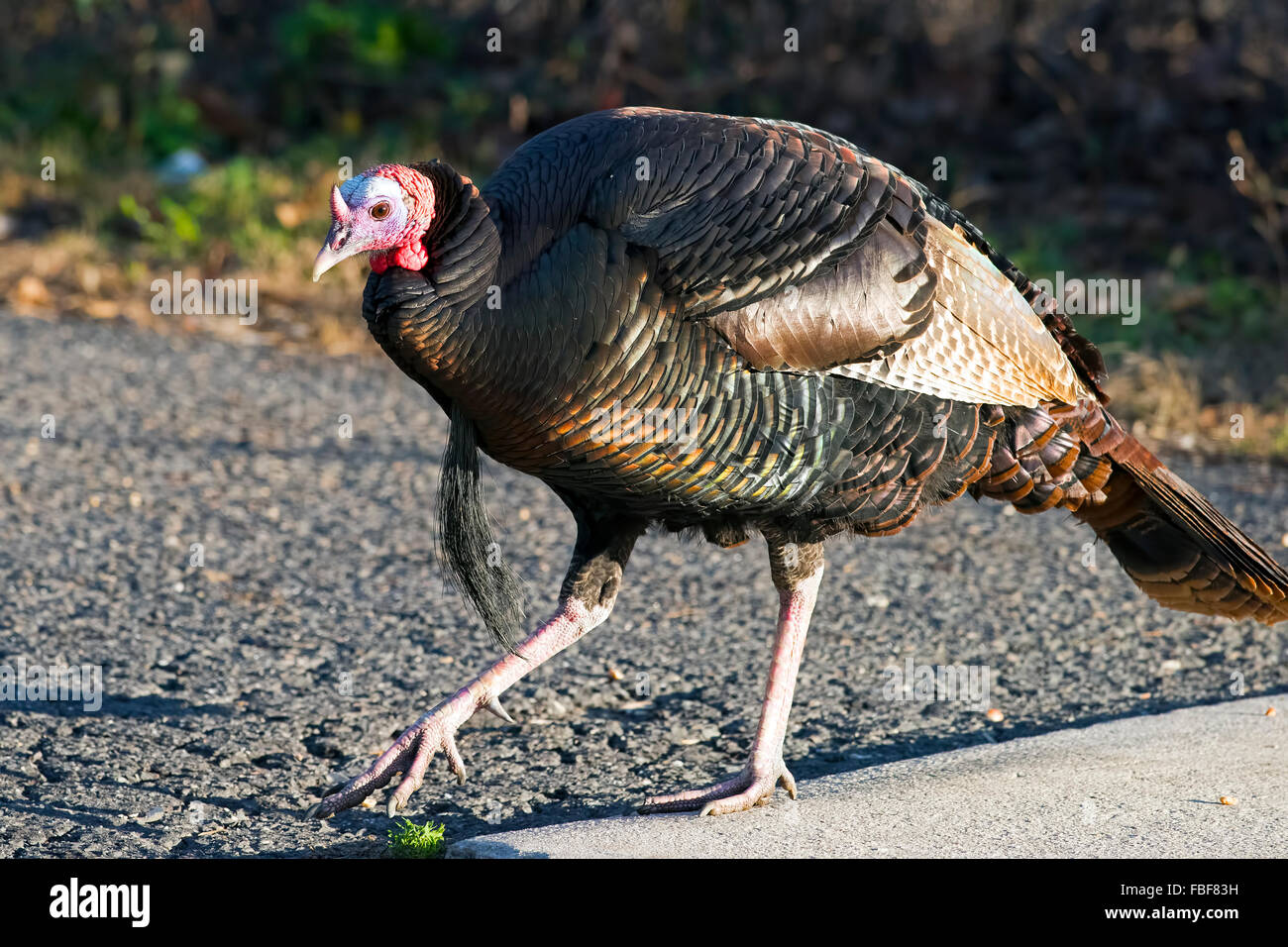 Male Wild Turkey Stock Photo - Alamy