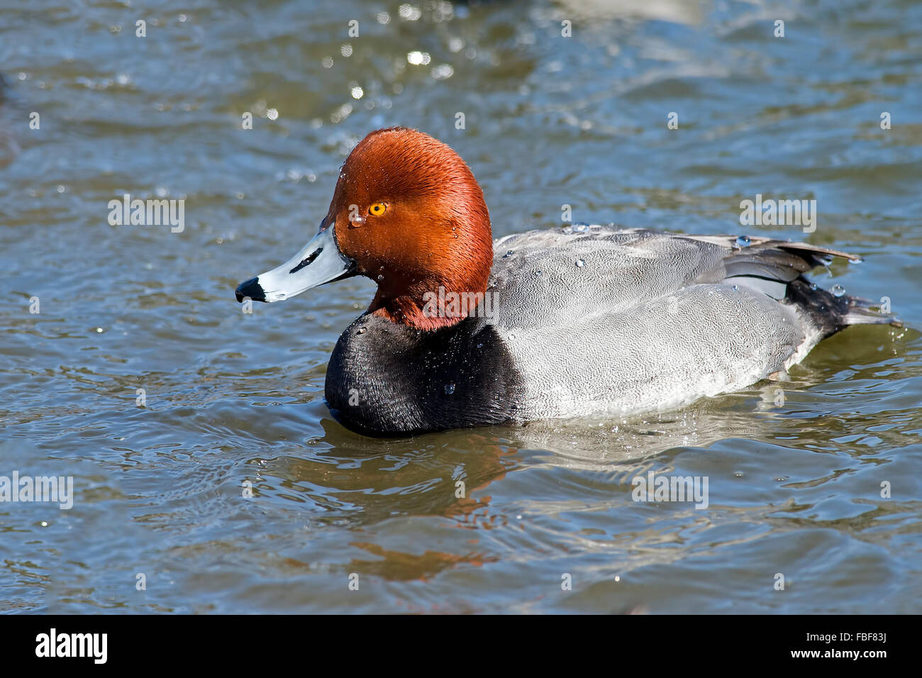 Redhead duck hi-res stock photography and images - Alamy