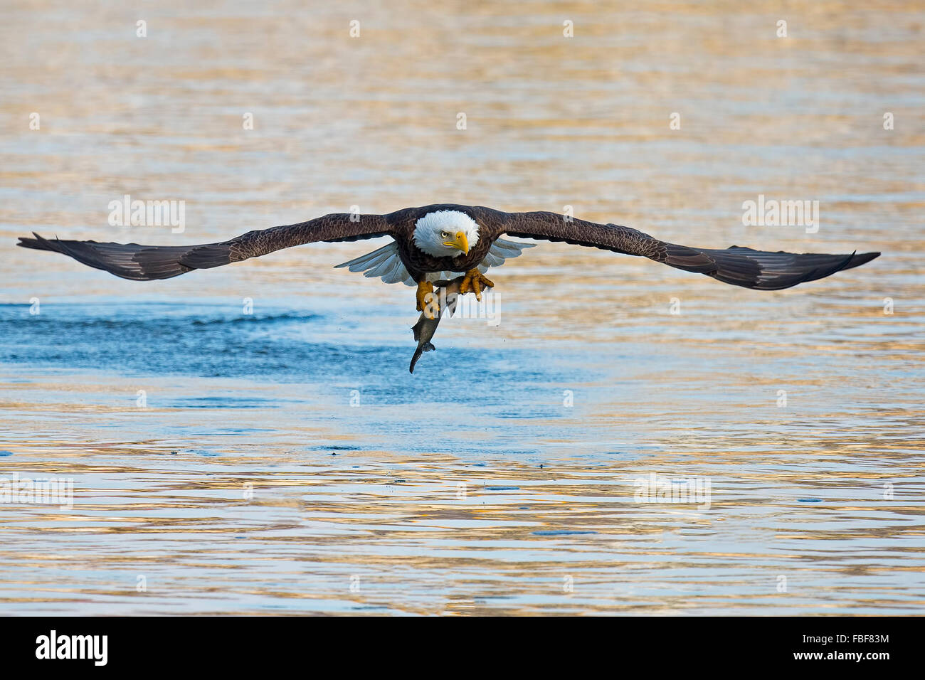 Bald Eagle with Fish Stock Photo - Alamy