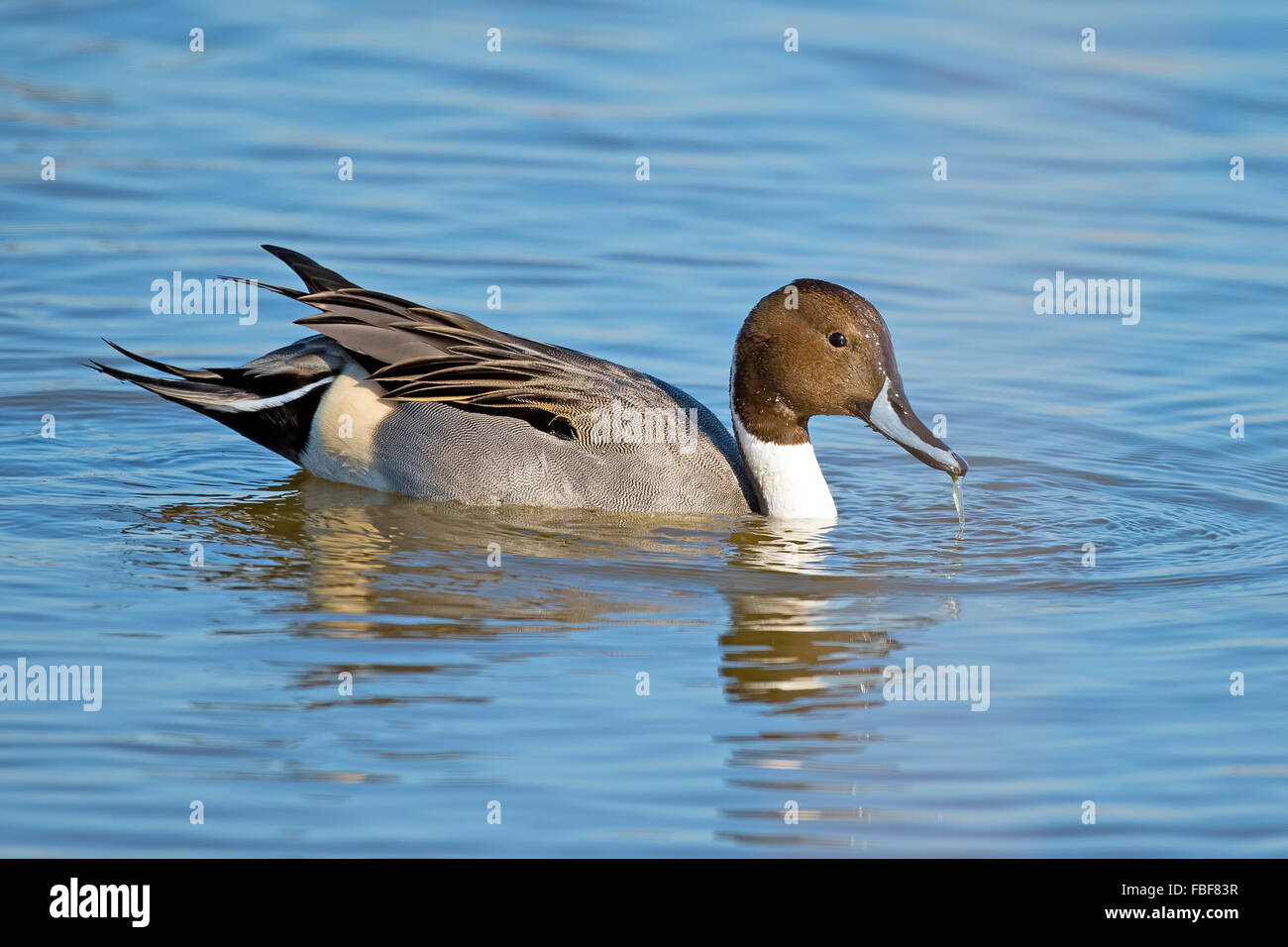 Pintail hi-res stock photography and images - Alamy