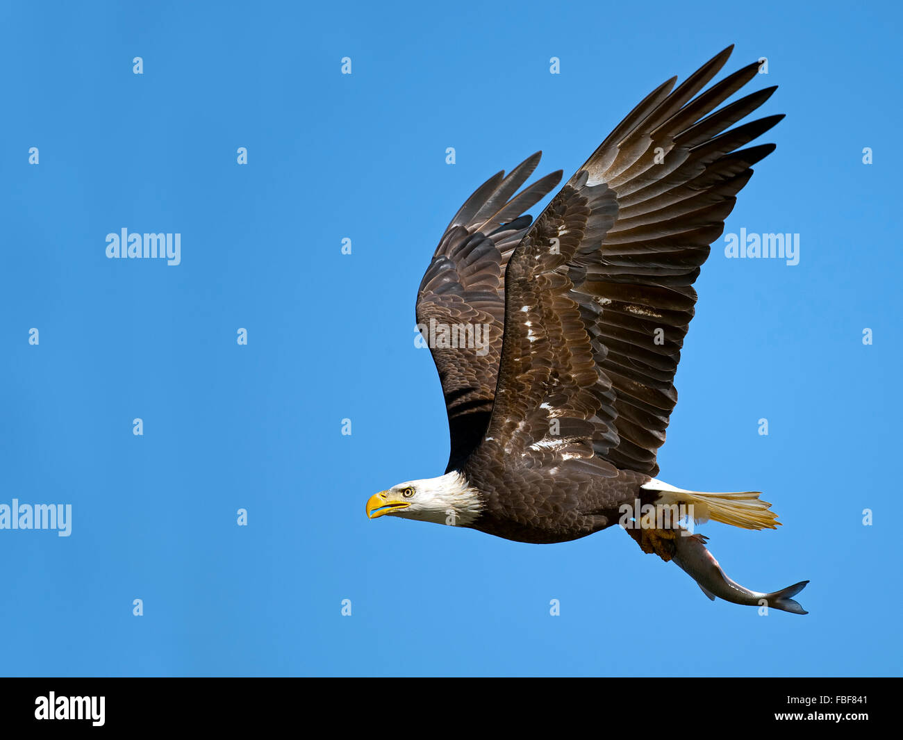 Bald Eagle with Fish Stock Photo - Alamy
