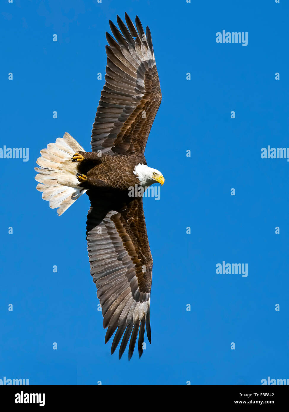 Bald Eagle in Flight Stock Photo - Alamy