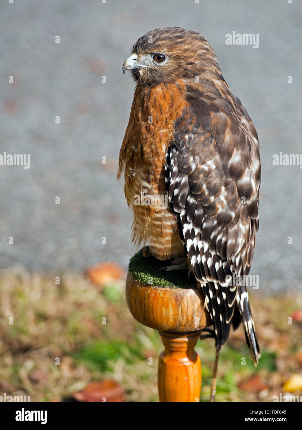 Red shouldered hawk hi-res stock photography and images - Alamy