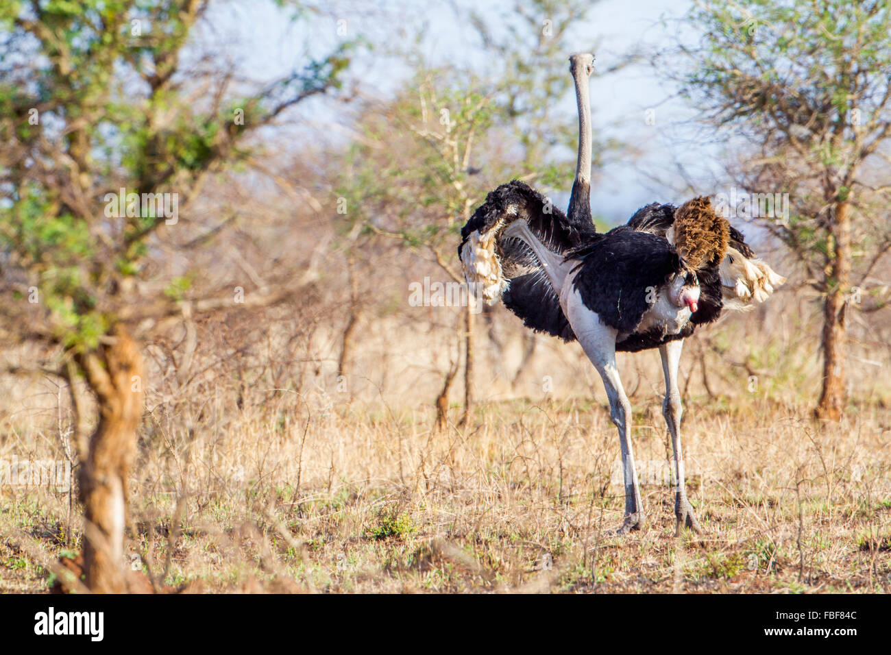 African ostrich Specie Struthio camelus family of Struthionidae Stock ...