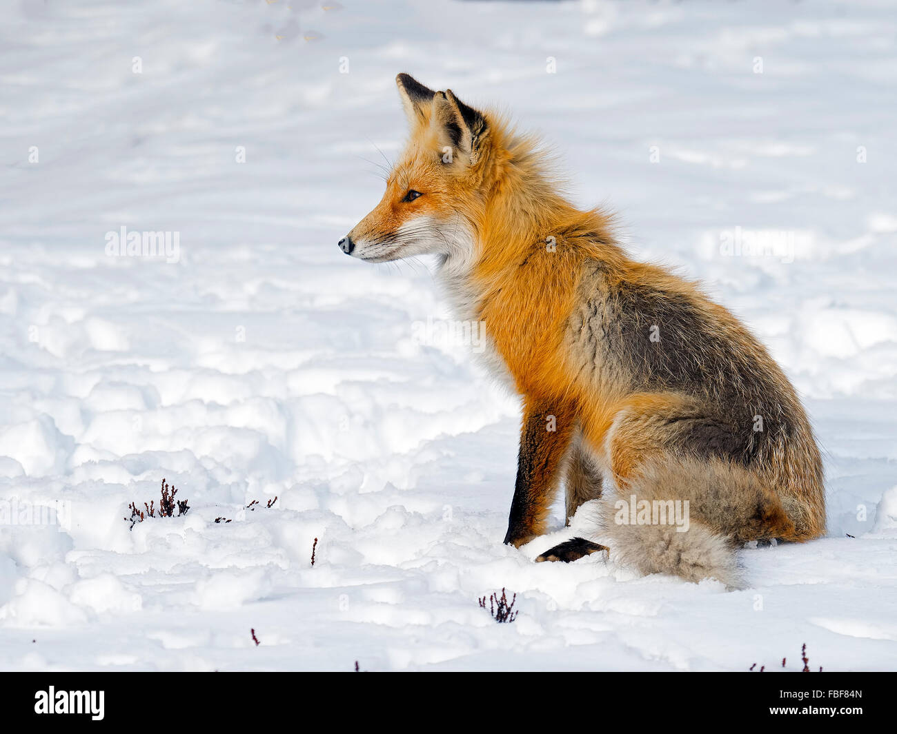 Red Fox in Snow Stock Photo - Alamy