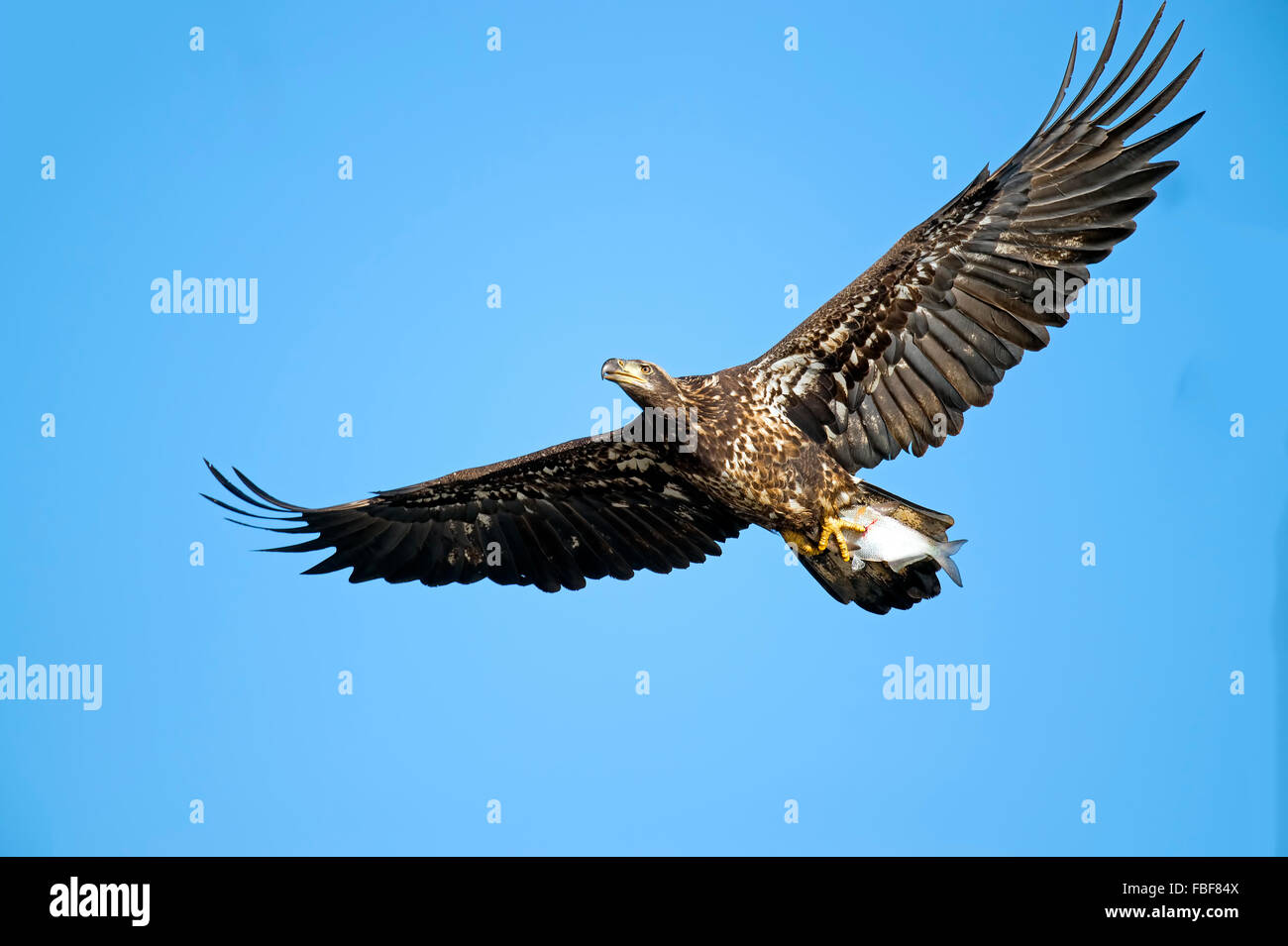 Juvenile Bald Eagle with Fish Stock Photo - Alamy