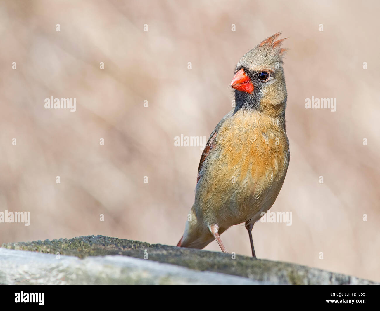 Female northern cardinal hi-res stock photography and images - Alamy