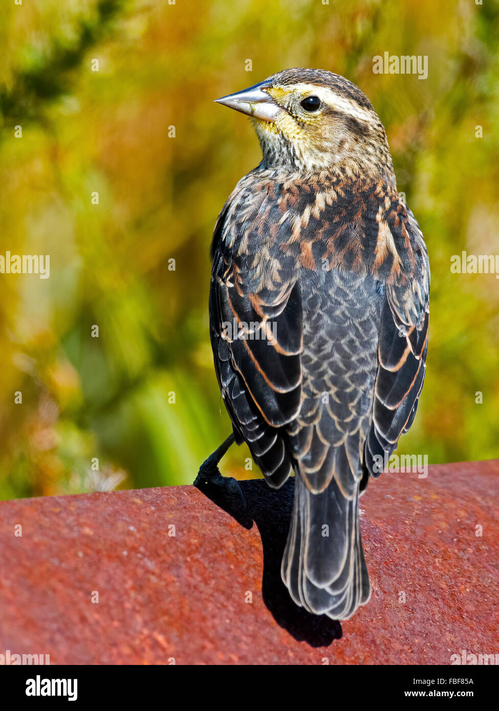Female Red-winged Blackbird Stock Photo - Alamy