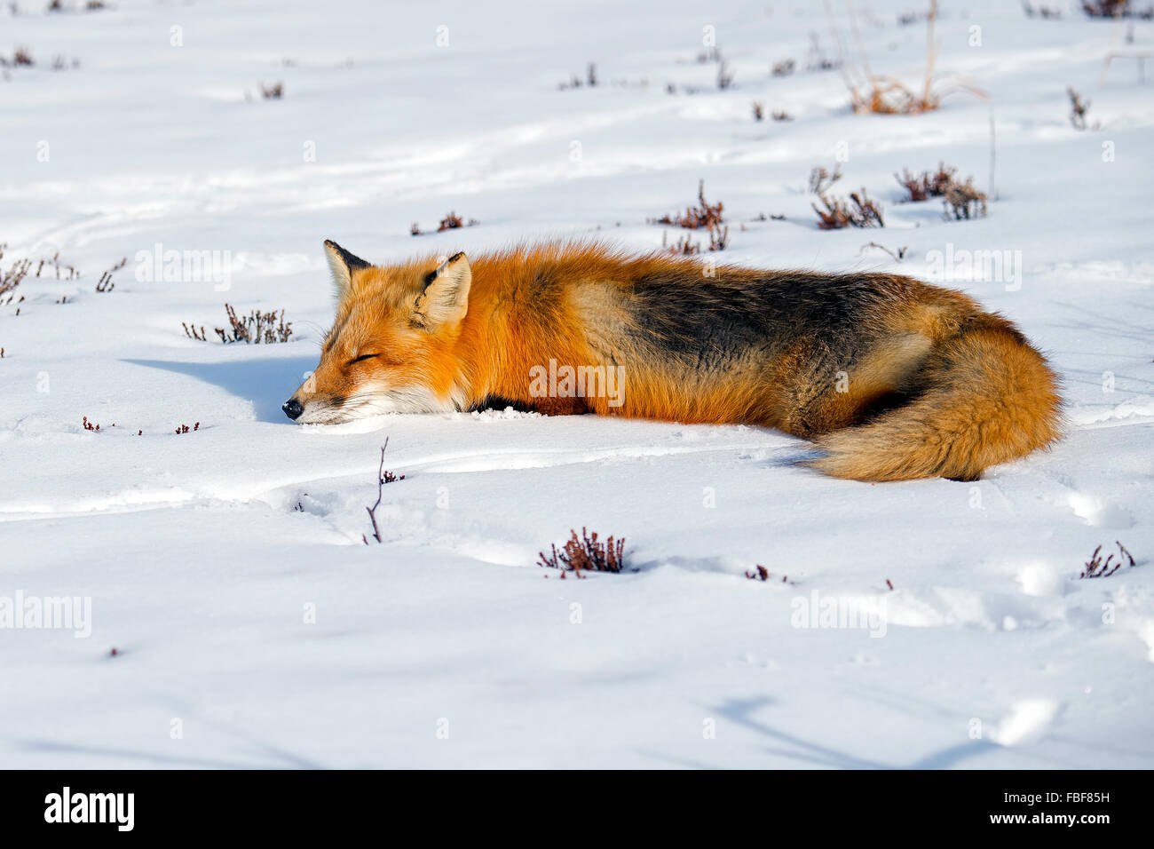 Red fox snow hi-res stock photography and images - Alamy