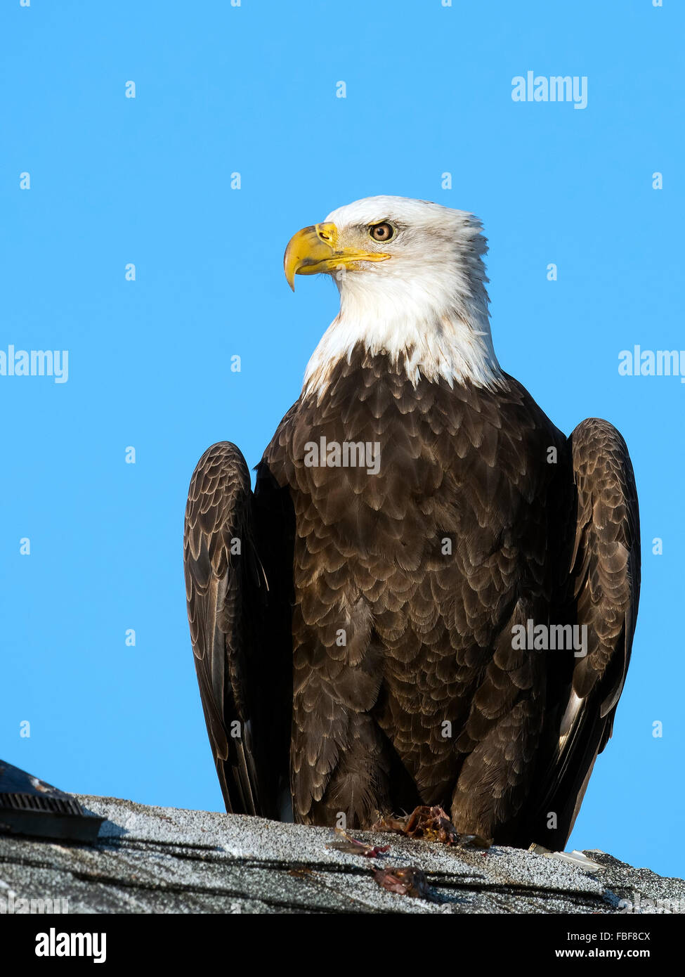 Bald eagle sitting hi-res stock photography and images - Alamy